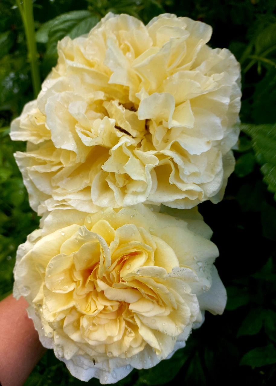 Міс Файн (Miss Fine) - Rose Lux