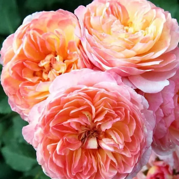 Андре Тюрка (Andre Turcat) - Rose Lux