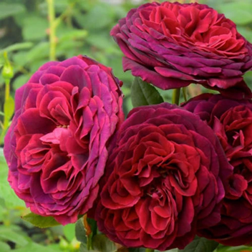 Астрід Графін фон Харденберг (Astrid Grafin von Hardenberg) - Rose Lux