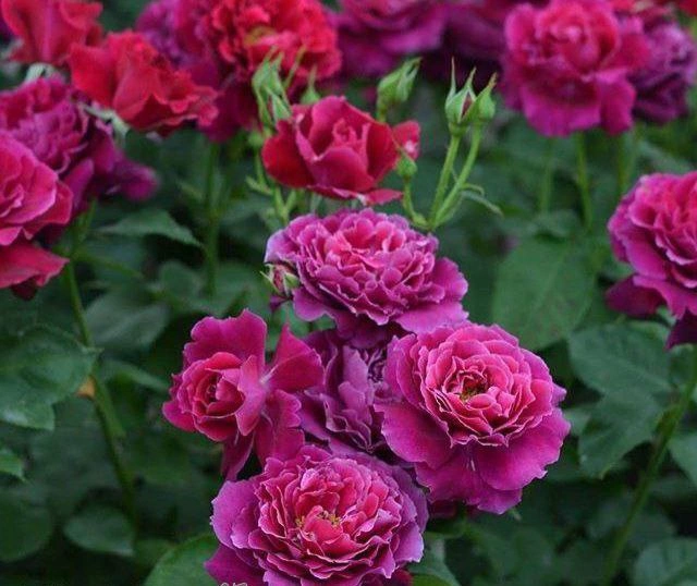 Вагулетта (Vaguelette) НОВИНКА! - Rose Lux